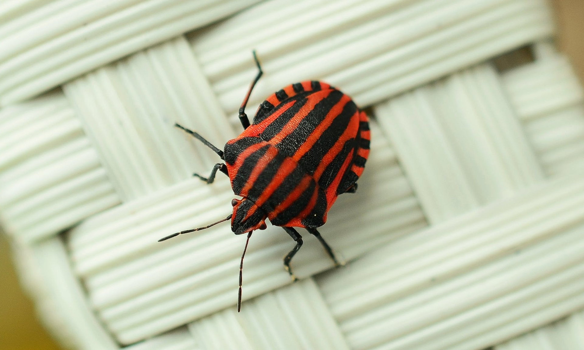 Rovarok támadásban 2018. 35. hét - Rovarmegfigyelés - Sipos Gazda